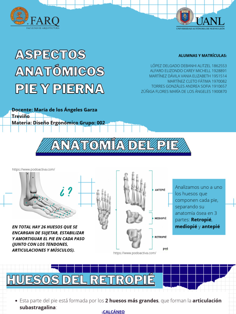 Anatomía Del PIE Y PIERNA | PDF | Pie | Pelvis