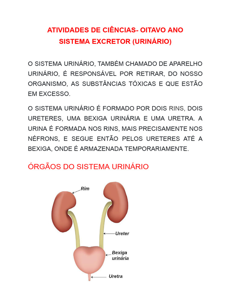 Sistema Excretor (Urinário | PDF