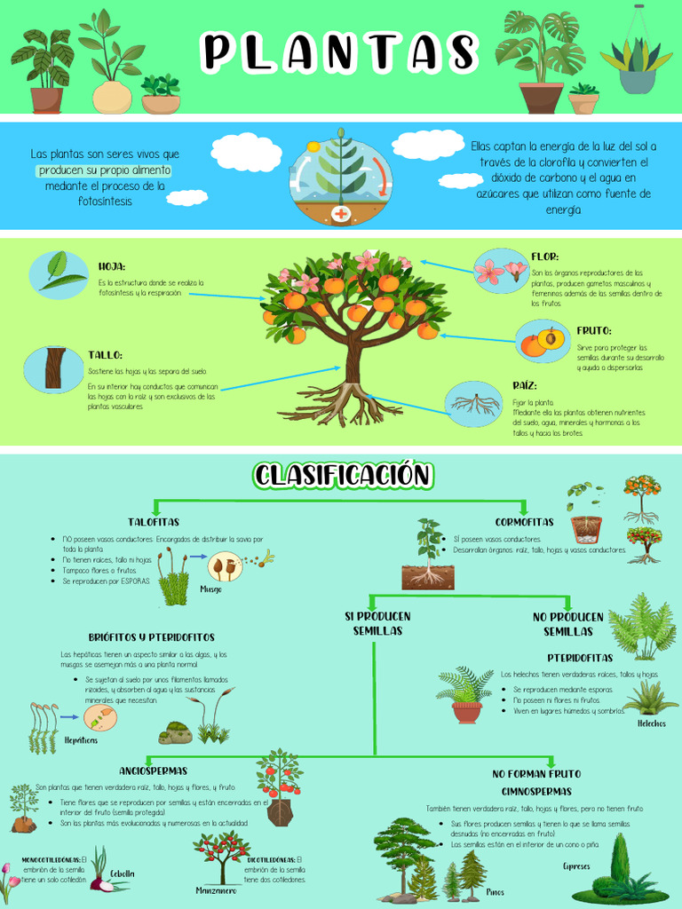Infografia Las Plantas Pdf