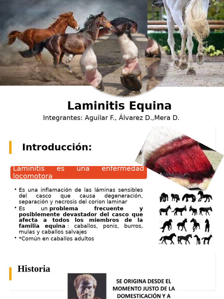 Laminitis | PDF