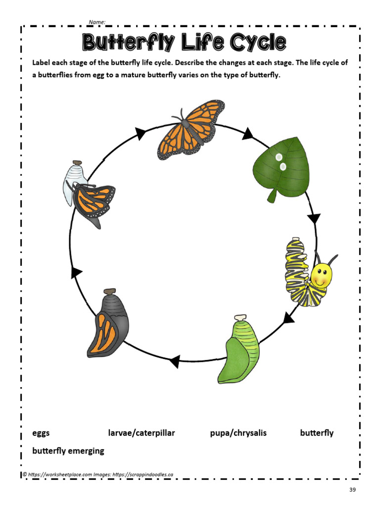 Life Cycle of Butterfly | PDF | Language Arts & Discipline | Art
