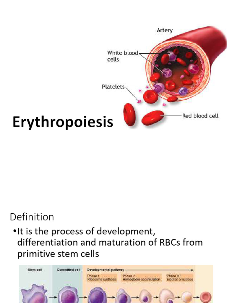 Erythropoiesis | PDF | Red Blood Cell | Cell Biology