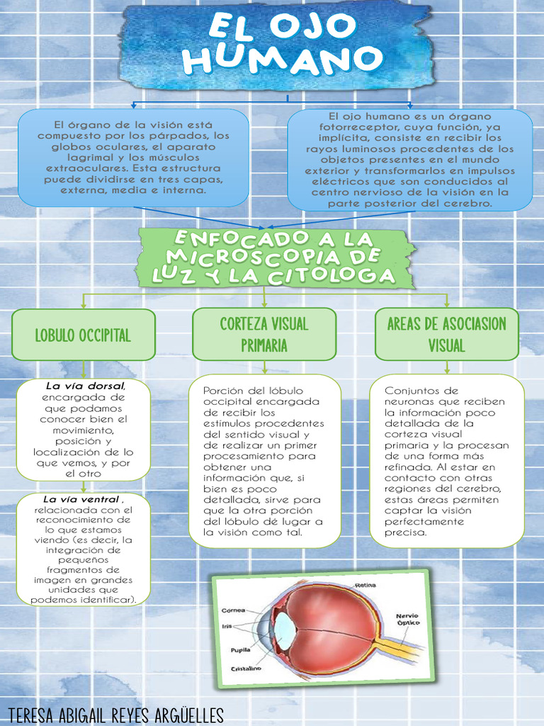 Mapa Mental: Ojo Humano | PDF