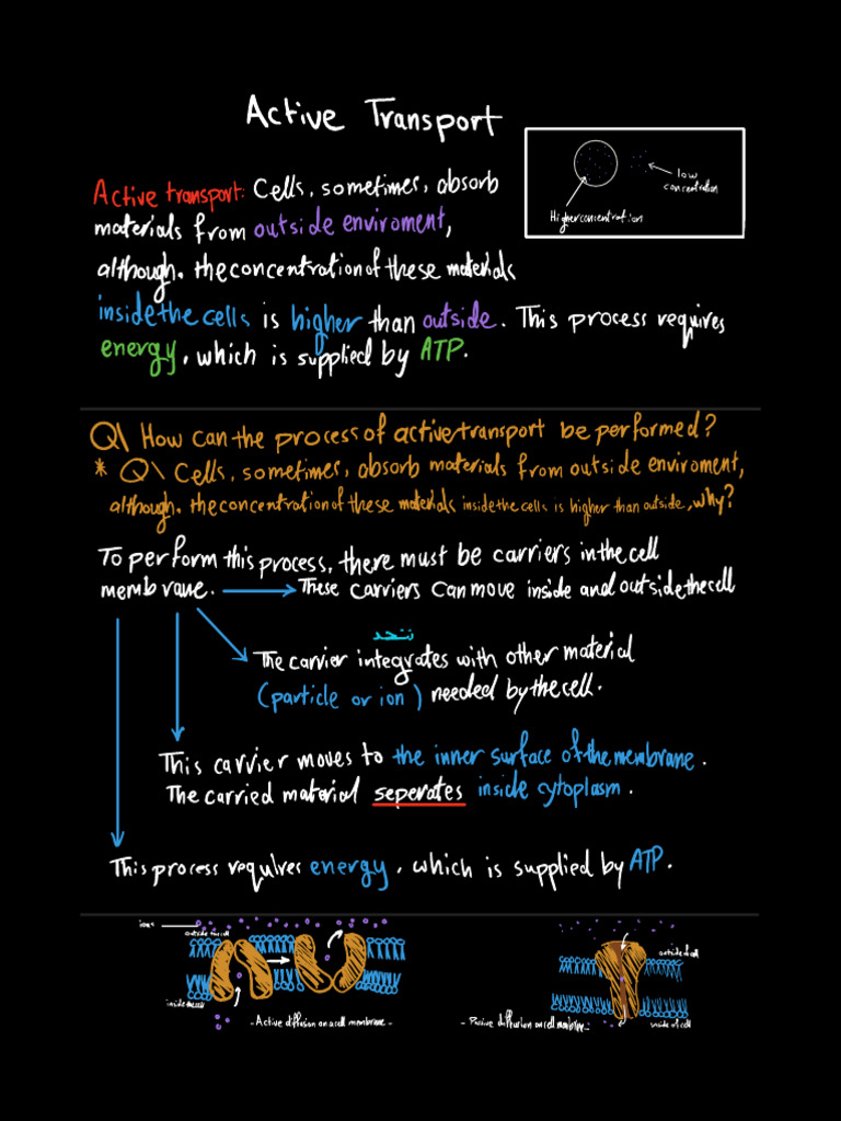 Active Transport | PDF