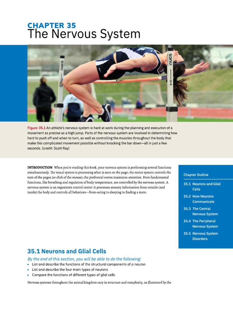 Openstax Biology Nervous System | PDF