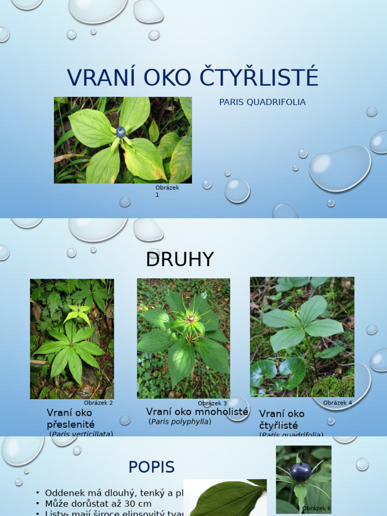 Vraní Oko Čtyřlisté | PDF