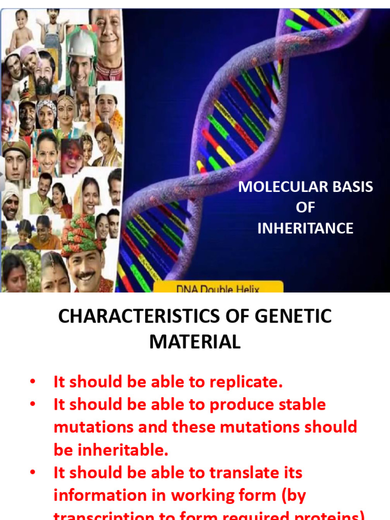 Molecular Basis of Inheritance - Part 1 | PDF