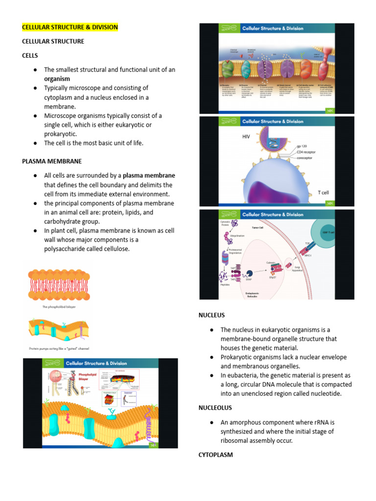 Introduction to Genetics | PDF