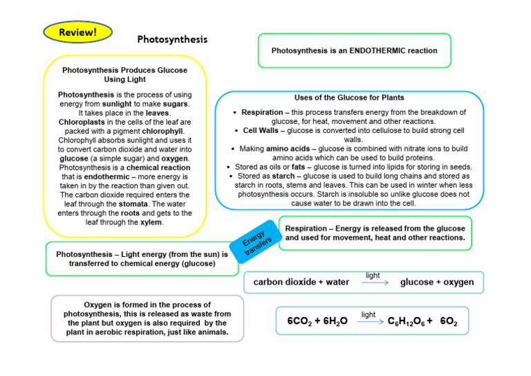 Photosynthesis Notes | PDF