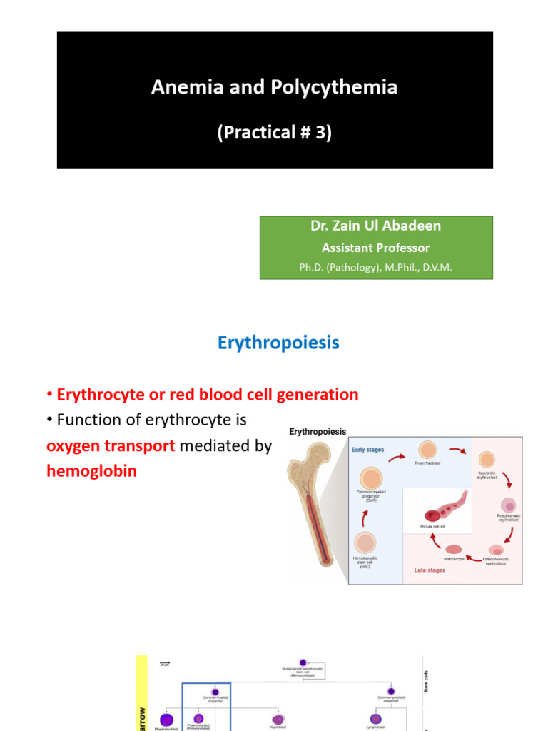 P3. Anemia and Polycythemia | PDF