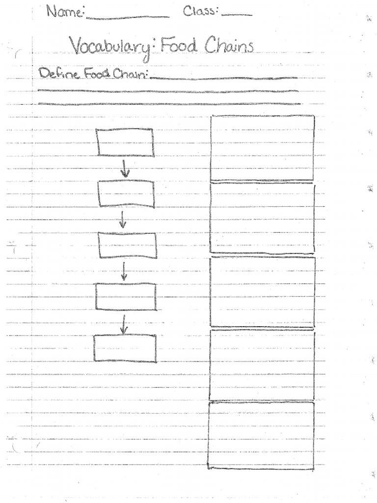Food Chain Notes | PDF
