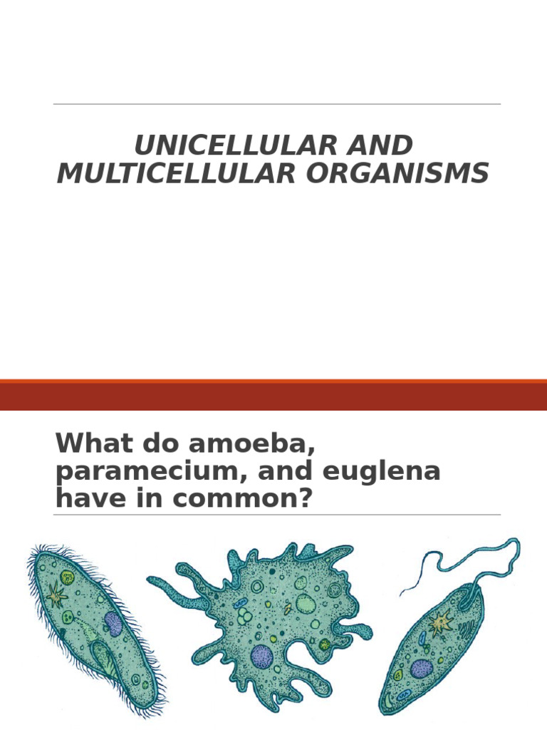 Unicellular and Multicellular Organisms | PDF