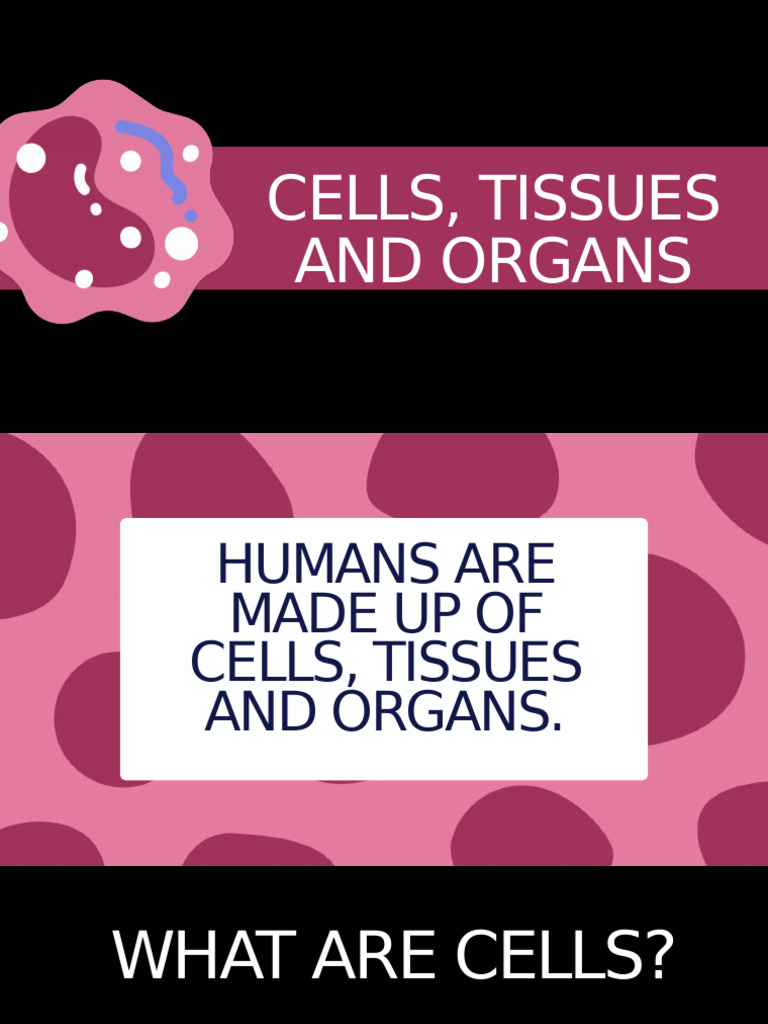 Types of Tissues 2 | PDF