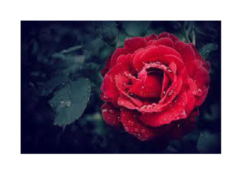 Rose | PDF