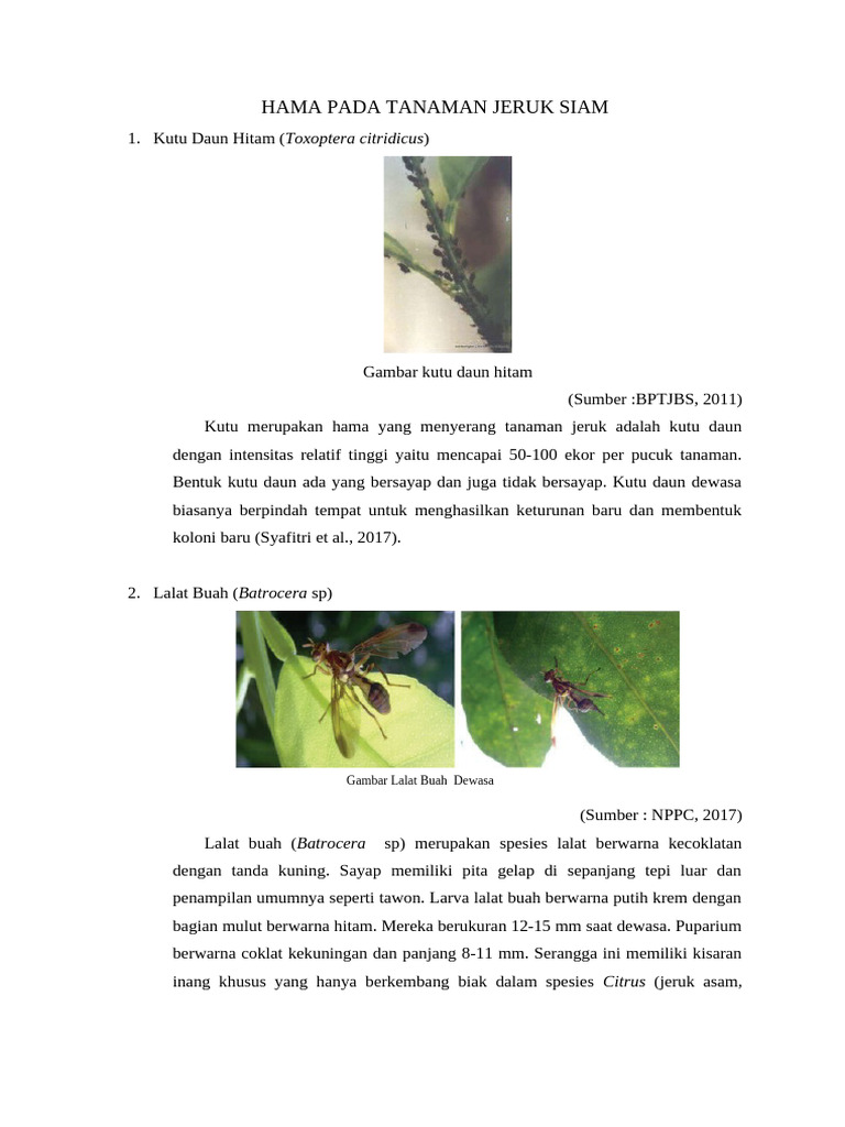 Hama Pada Tanaman Jeruk Siam | PDF