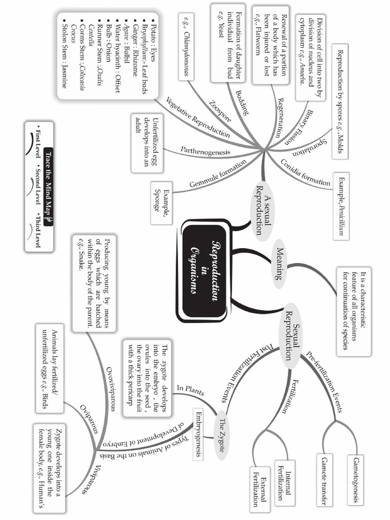 CL 12 Bio MINDMAPS | PDF