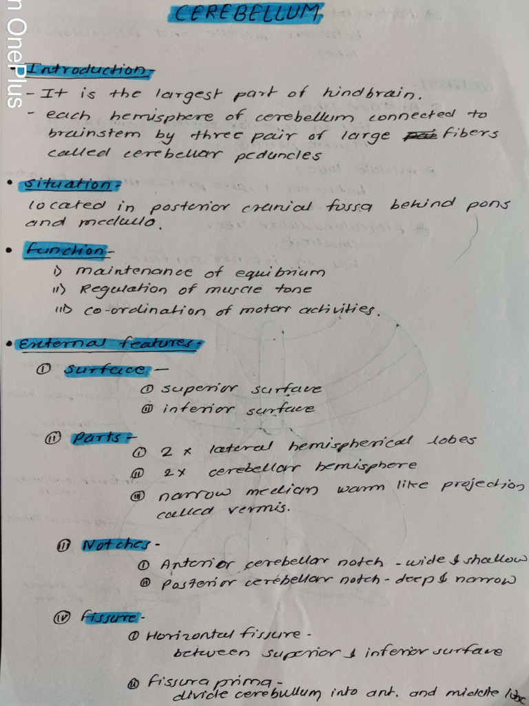 Cerebellum LAQ 10 Marks SAQ 5 Marks | PDF