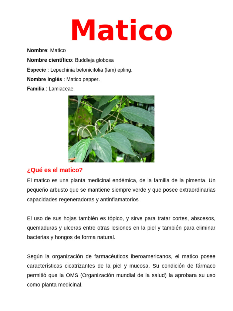 Planta Medicinal Matico | PDF