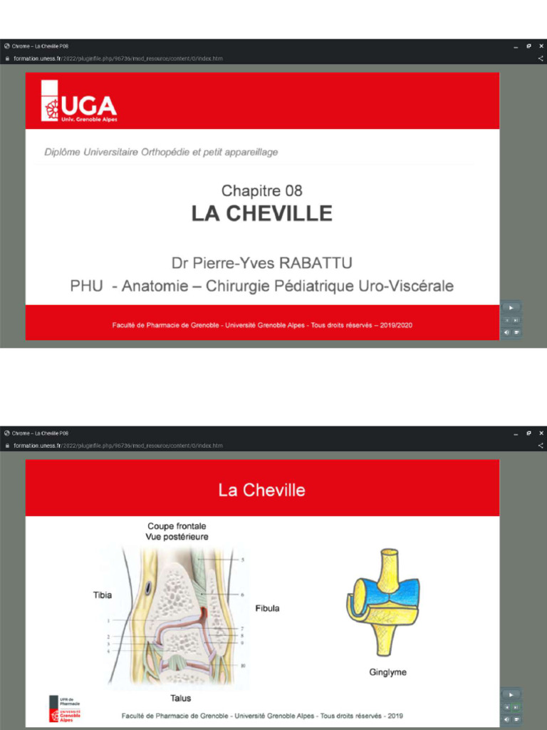 Anatomie de la cheville | PDF