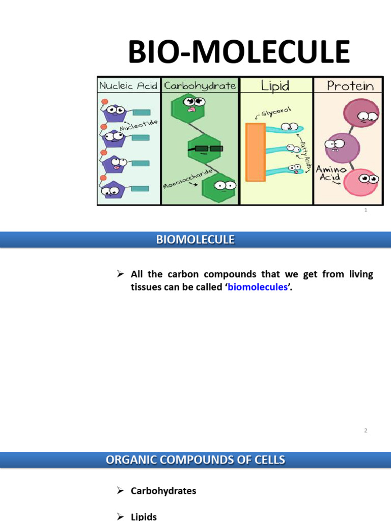Biomolecule Handout | PDF