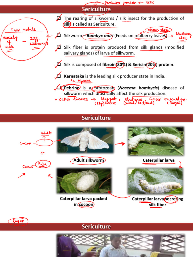 Sericulture: Bombyx Mori | PDF
