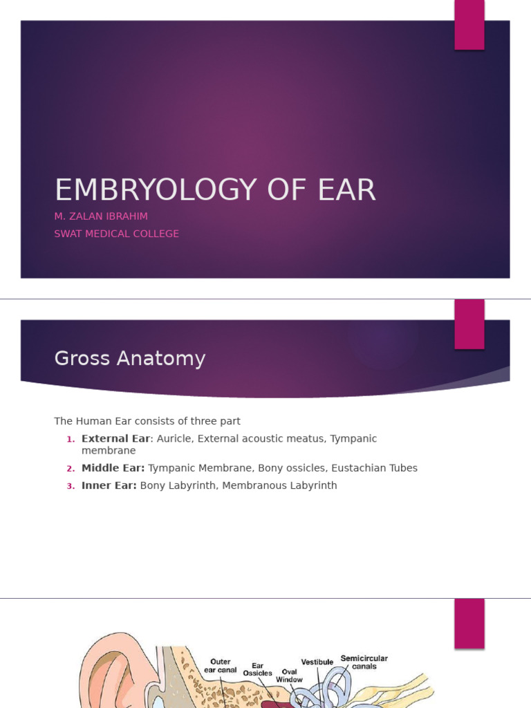 Embryology of Ear | PDF