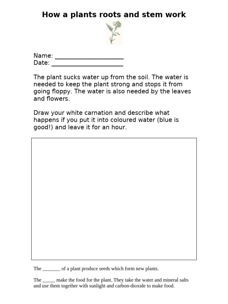 how_roots_and_stems_work | PDF