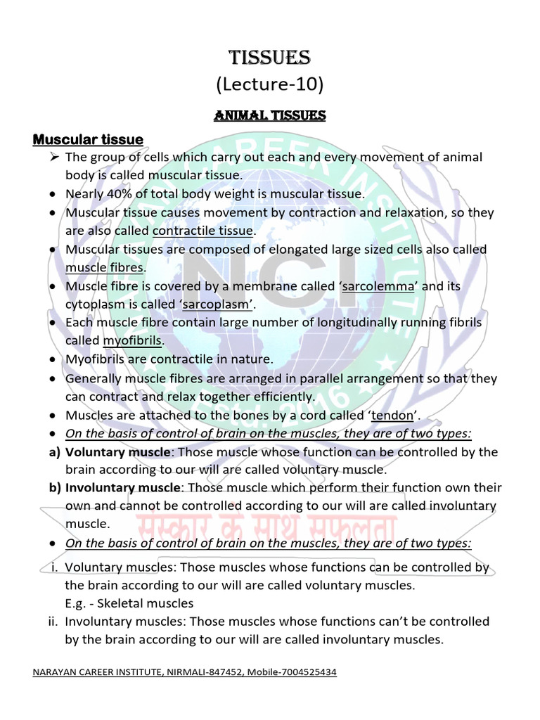 Lecture 11 (Tissues) | PDF