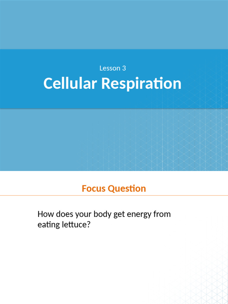 Lesson 3 Cellular Respiration | PDF