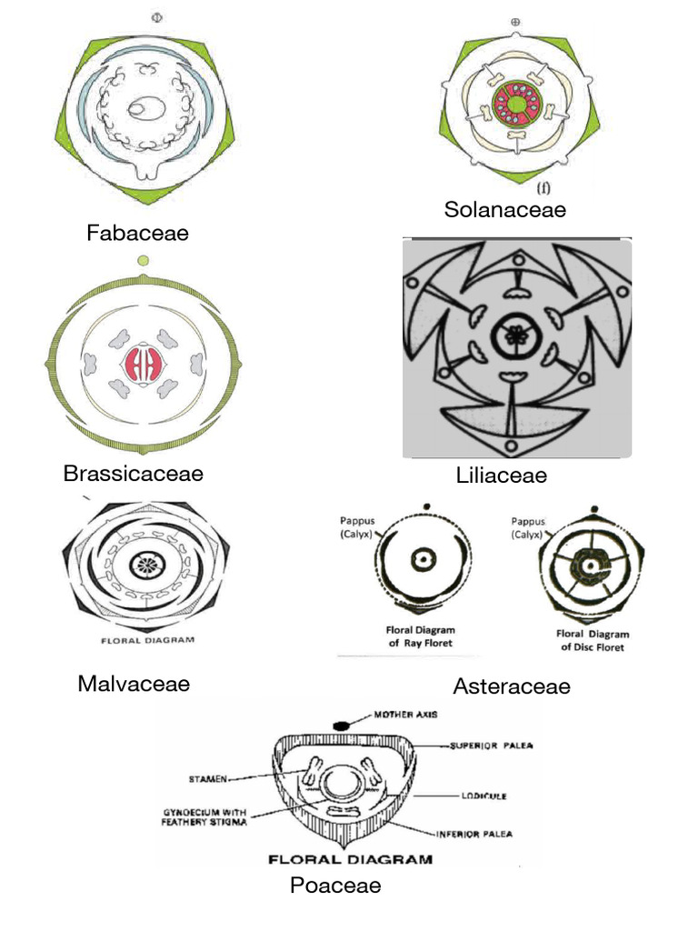 Plant Families | PDF