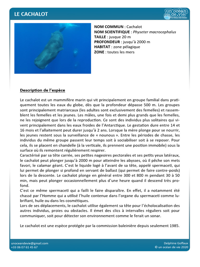 DVD2 Cachalot | PDF