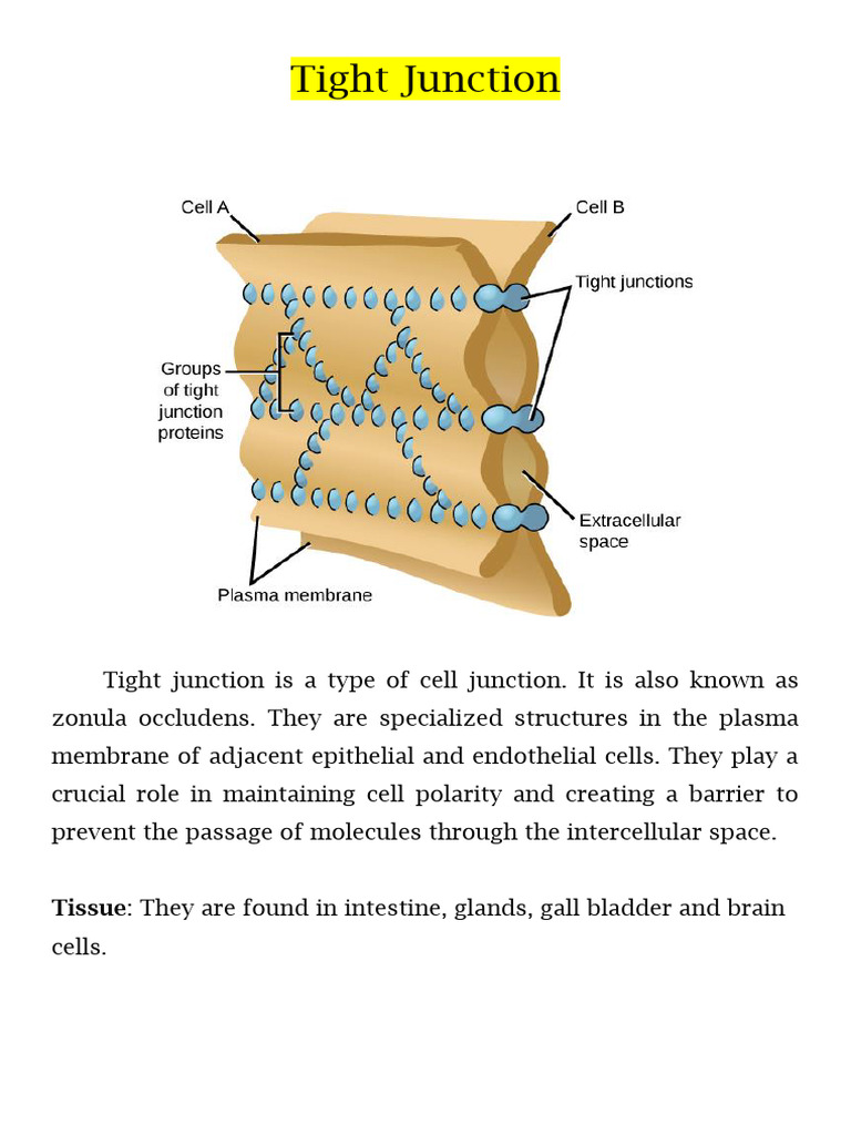 Semester 3 Cell Junctions | PDF | Cell Adhesion | Cell Membrane