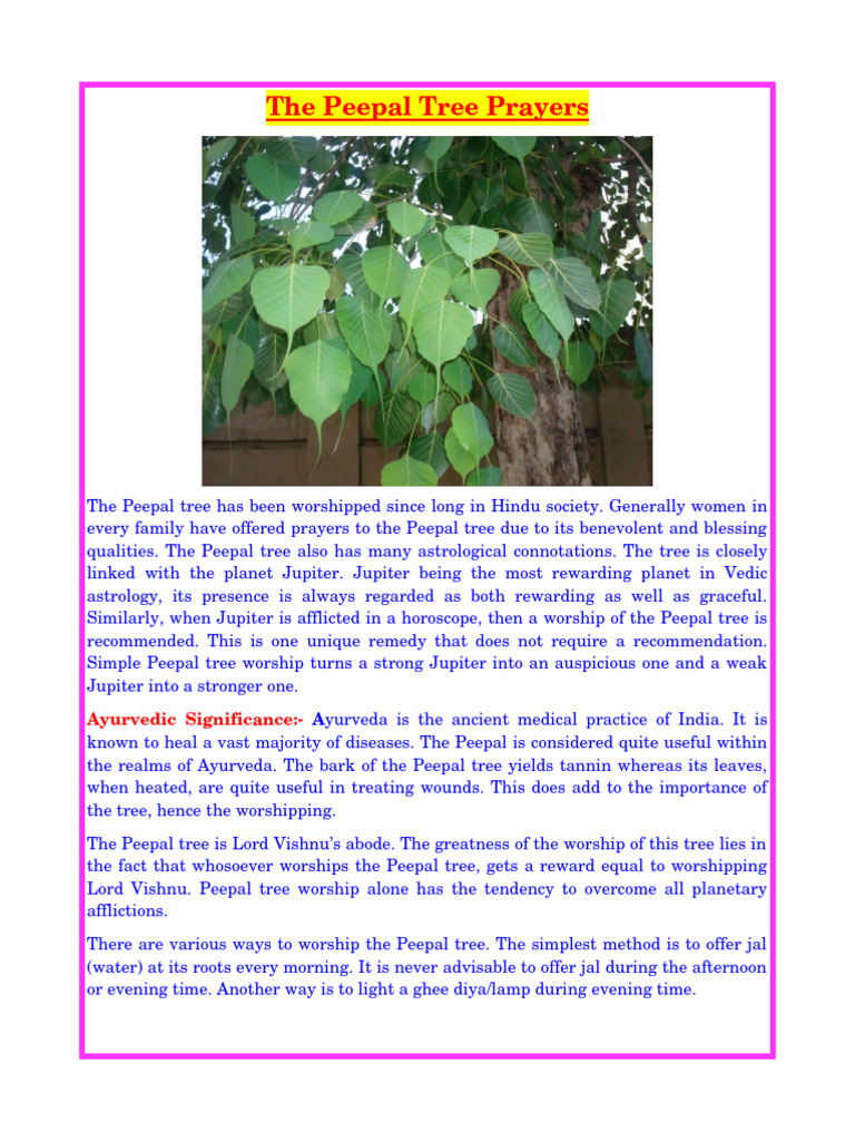 Worship and Benefits of Peepal Tree | PDF | Indian Religions