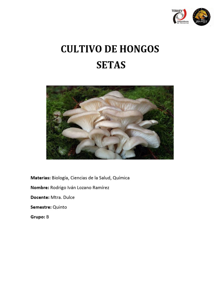 Hongos Setas | PDF