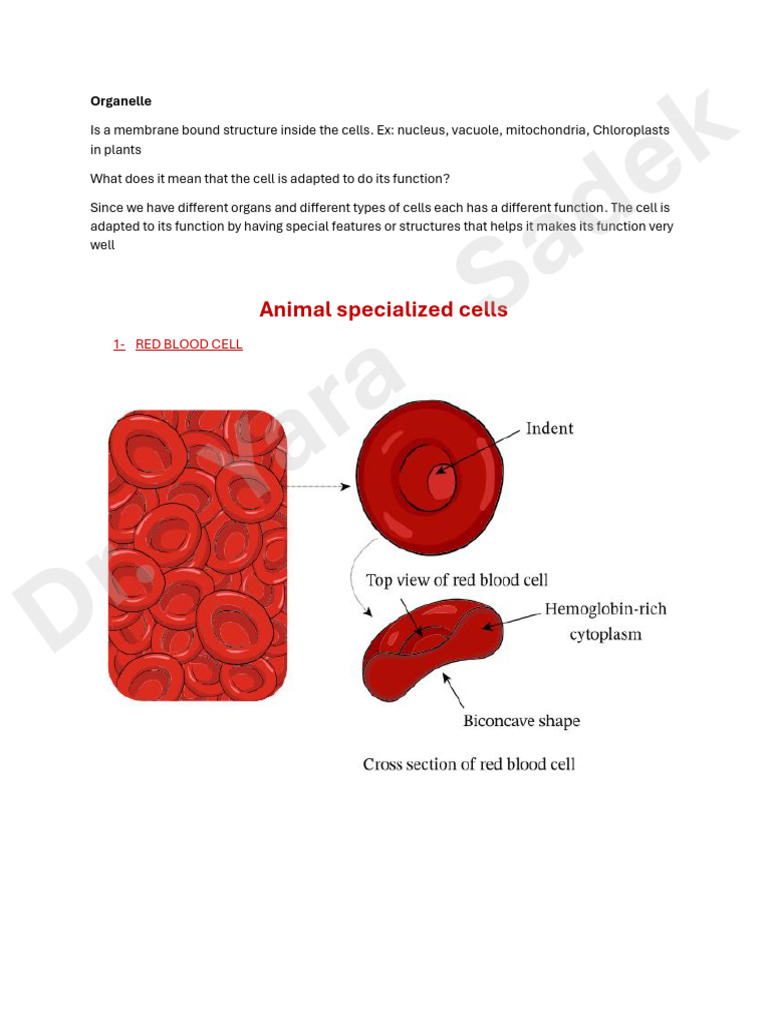 specialised cells notes | PDF