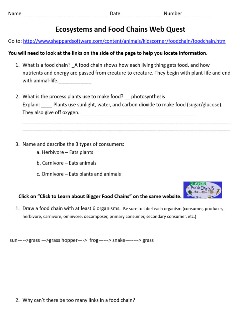Kelp Forest Food Chain Worksheet | PDF | Foods | Food Web
