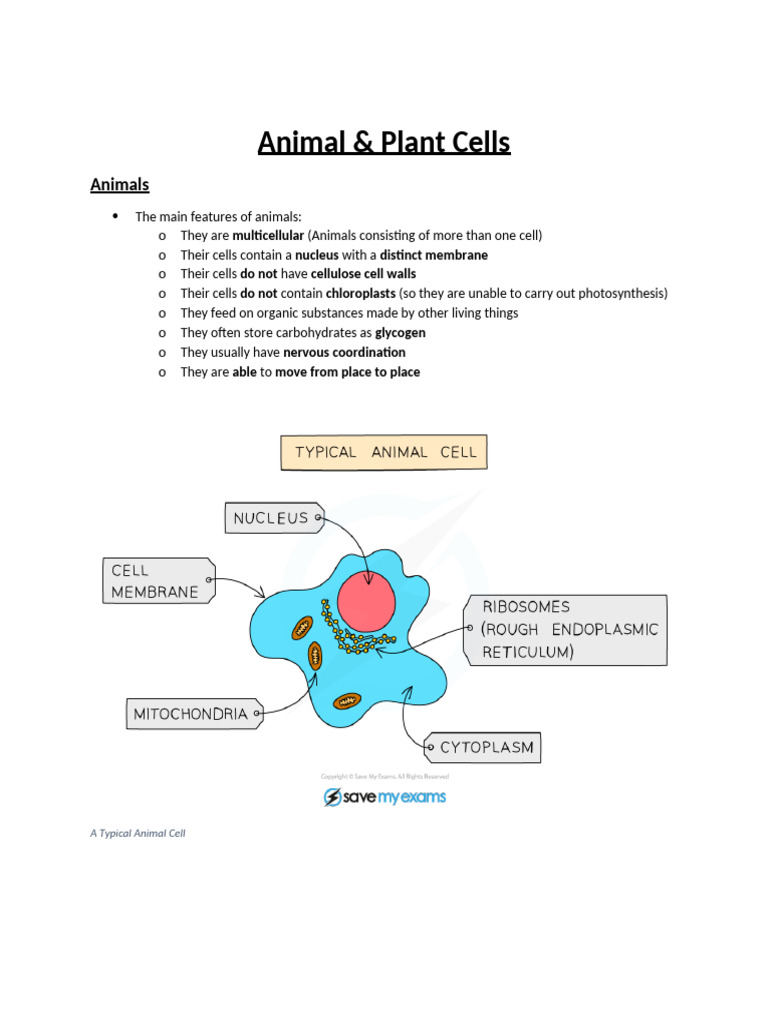 Animal and Plant Cells | PDF