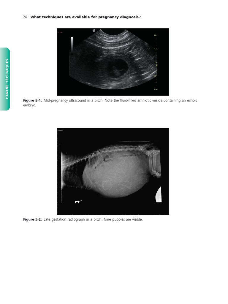 Clinical Canine and Feline Reproduction, Evidence-Based Answers ...