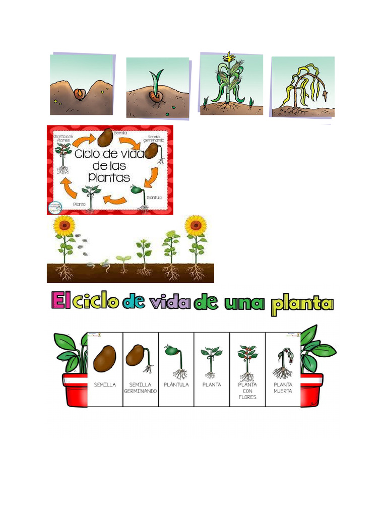 Ciclo de Las Plantas | PDF
