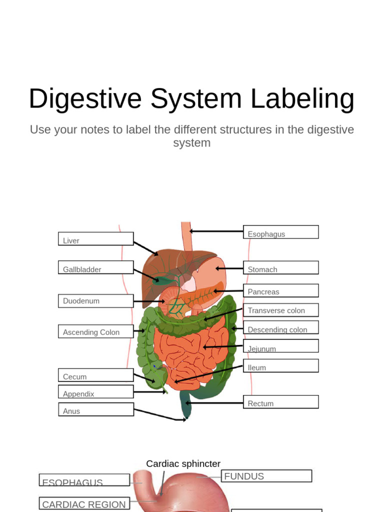 Digestive System Labeling | PDF