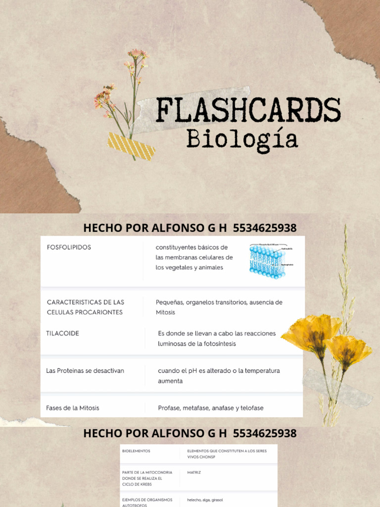FLASHCARDS BIOLOGÍA 3 - Compressed | PDF | Foreign Language Studies