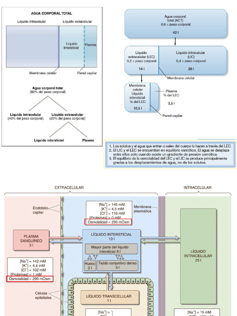 FISIO Mat Complementario Renal | PDF | Riñón | Sistema urinario