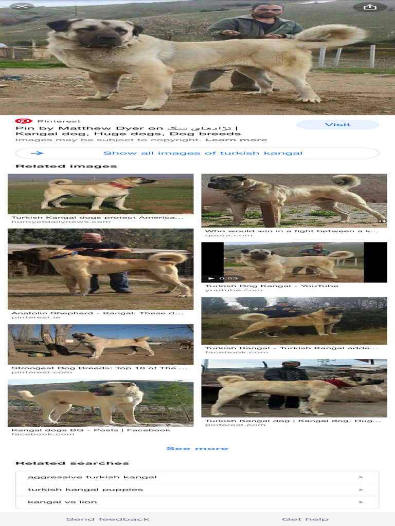 Turkish Kangal - Google Search | PDF