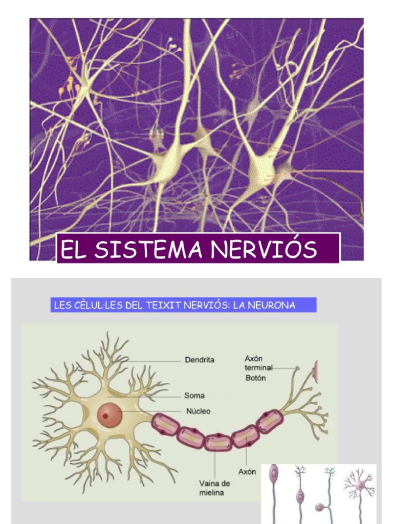 EL SISTEMA NERVIÓS | PDF
