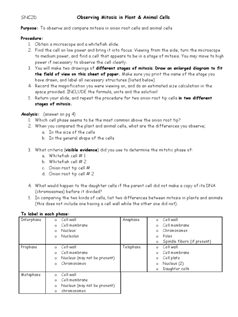 Lab Mitosis in Plant and Animal Cells | PDF | Mitosis | Cellular Processes