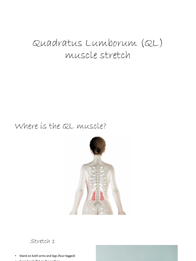 Quadratus Lumborum (QL) Muscle Stretch | PDF