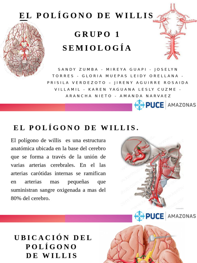 Polígono de Willis | PDF