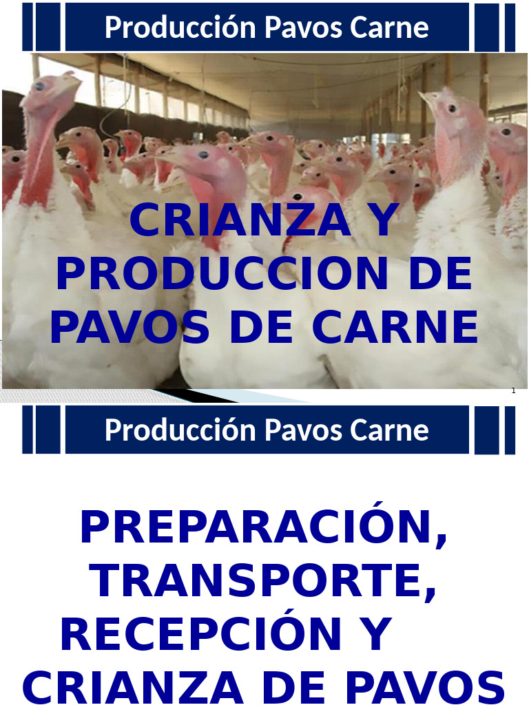 Pavos SEM 15 | PDF