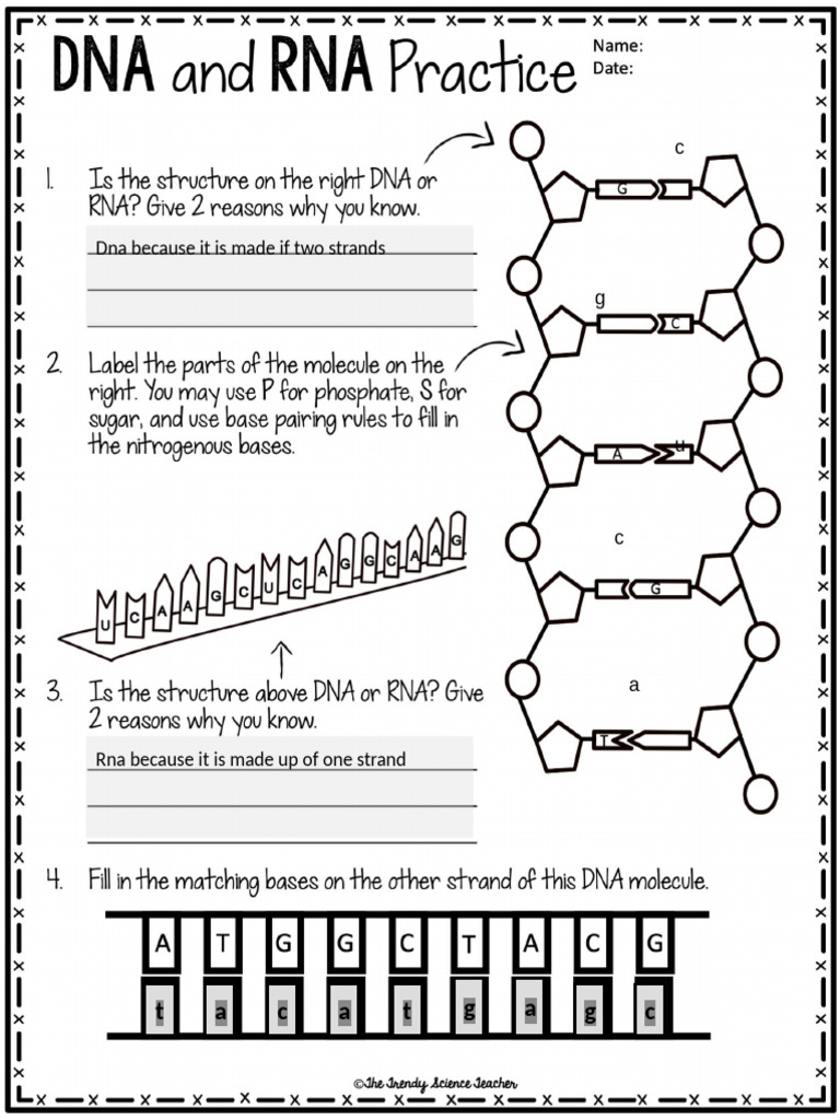 Dna And Rna Worksheet Middle School