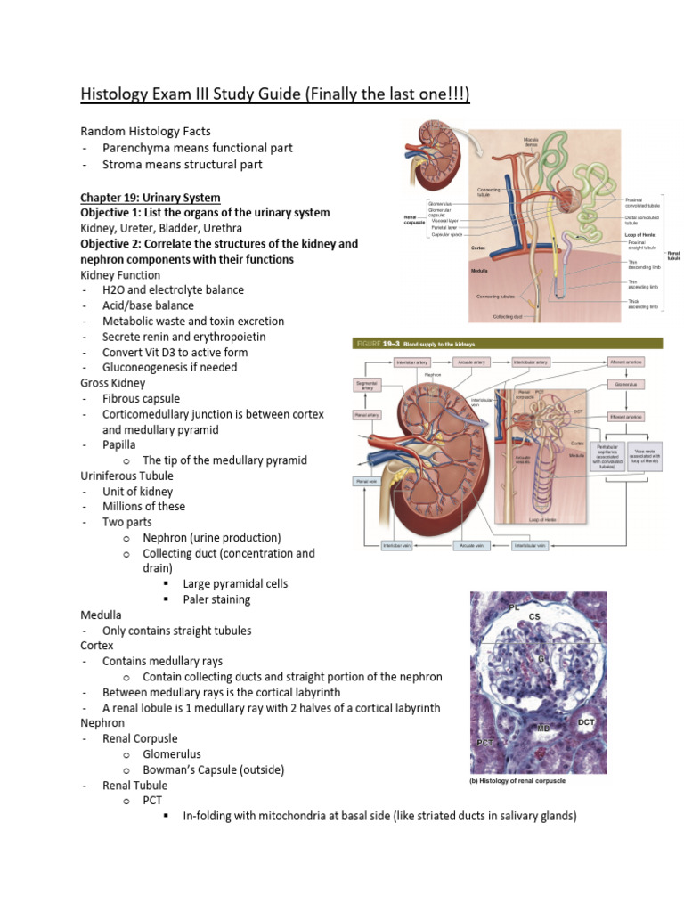 Histology Exam III Study Guide | PDF